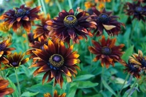 Купить семена Рудбекия Rudbeckia Moreno в Москве доставка семян по