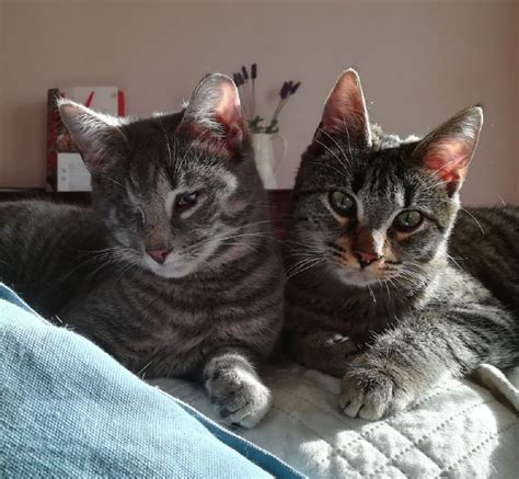 Crema News Microchip Per I Gatti