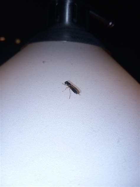 This Thing Was Smashing Into My Lamp Never Seen It Before Rwhatsthisbug