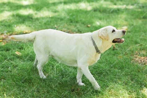 Labrador Retriever White