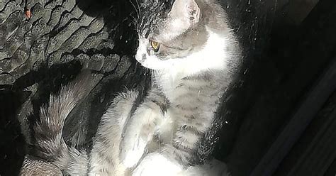 This Is How My Cat Goopy Sits Album On Imgur