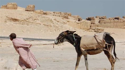 جلود الحمير تفجر صراع التجارة والانقراض بمصر صحيفة الخليج