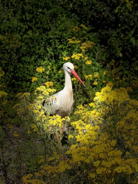 Premium Photo Ciconiiformes In S Molenaarsbuurt