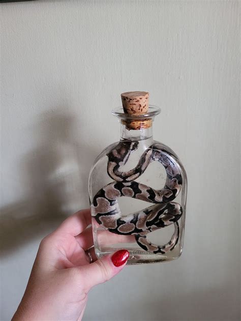 Ball Python Formalin Fixed Wet Specimen In A Vintage Whisky Bottle Ball Python Formalin Fixed Wet Specimen In A Vintage Whisky Bottle