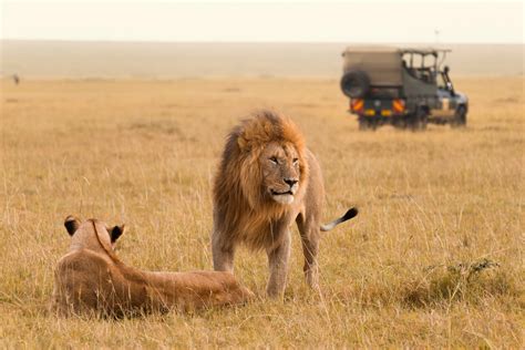 Best Time To Visit Maasai Mara National Reserve Weather And