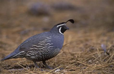 California Quail Callipepla Californica Nhpbs Natureworks