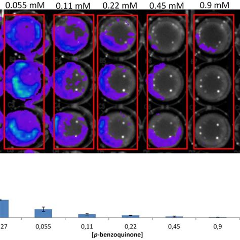 Toxic Effect Of P Benzoquinone At Different Concentrations On Bacterial