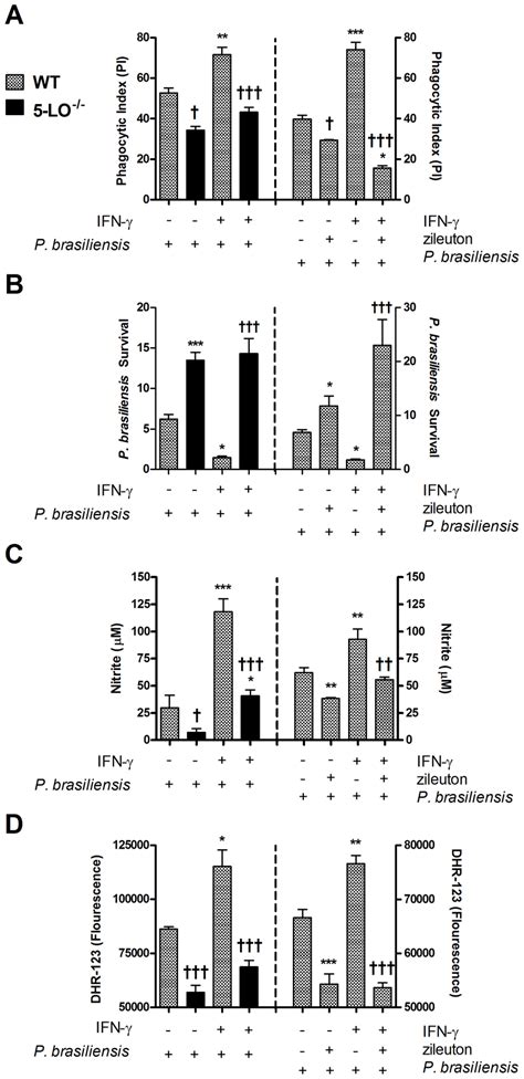 Phagocytic And Fungicidal Activity During Infection With P