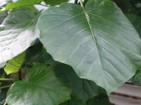 ウンベラータの剪定切り戻しのコツは植え替えと同時にできる HORTI ホルティ by GreenSnap
