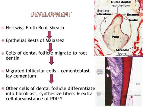 Periodontal Ligament