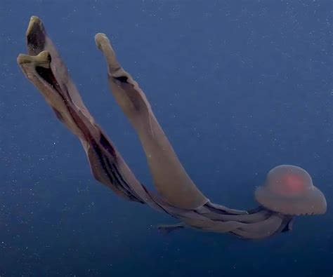 Deep Diving Submersible Captures Amazing Footage Of Giant Phantom Jelly