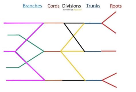 Brachial Plexus 2 Diagram Quizlet