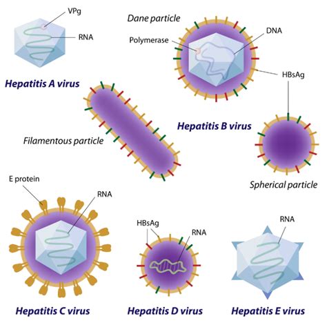 Hepatitis Virus Types