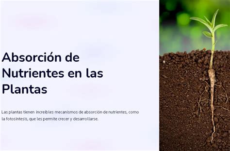 Plantilla Powerpoint Absorción De Nutrientes En Las Plantas