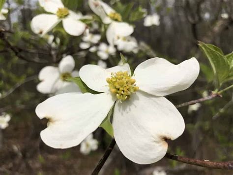 Vol 65 Issue 56 2024 Published By Journal Of The Mississippi