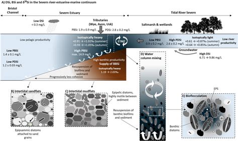 Of Dissolved Silicon Dsi Biogenic Silica Bsi Transport And Silicon Download Scientific