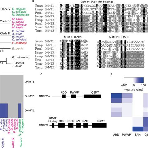 Genome Wide Dna Methylation Analysis Of Nematodes A Quantification Of