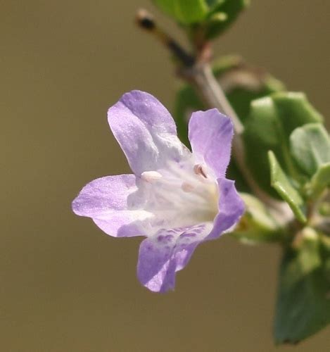 Dyschoriste Madurensis · Inaturalist