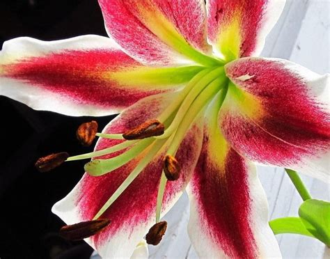 Lilium Beverly Dreams Flower