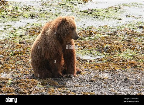 Ours Brun Assis Sur La Plage Banque De Photographies Et Dimages à