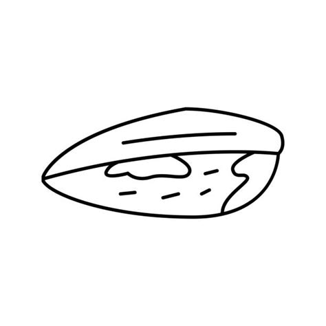 120 Quahog Shell Illustrations Royalty Free Vector Graphics And Clip