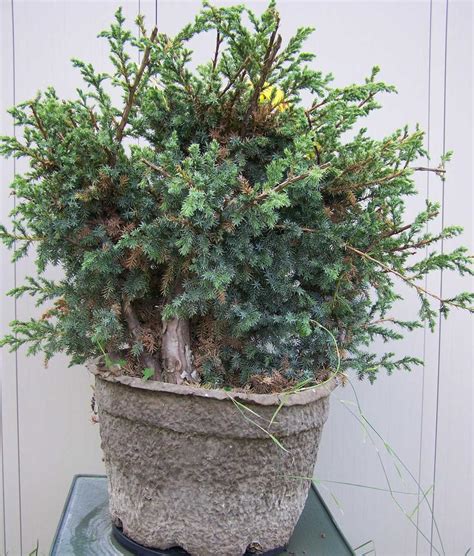 Juniperus Squamata Blue Alps Page 2 Bonsai Nut