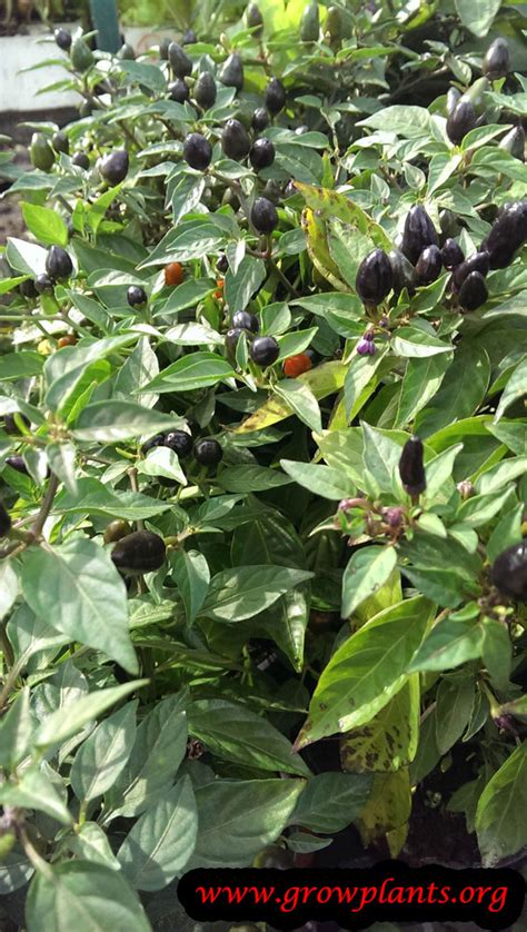 Capsicum Frutescens How To Grow And Care