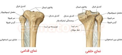 آناتومی استخوان تیبیا درشت نی ویکی آناتومی