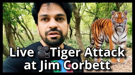 Live Tiger Attack At Jim Corbett National Park Drkasanas Vlogs 88