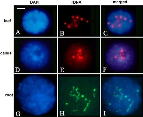 Fish Using Biotin Red Fluorescence Or Digoxigenin Green