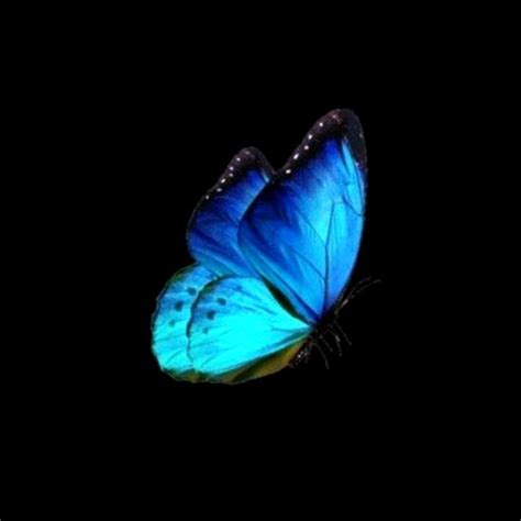 Top 35 Blue Profile Pics For You Blue Collection Butterfly Photos