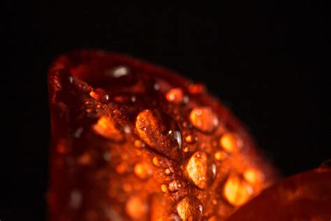 Gladiolen Bilder Bläddra Bland 674 Stockfoton Vektorer Och Videor Adobe Stock