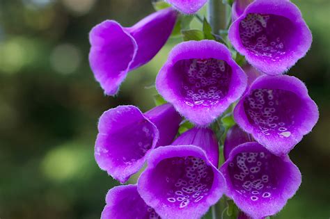 Free Images Blossom Flower Purple Petal Botany Flora Wildflower