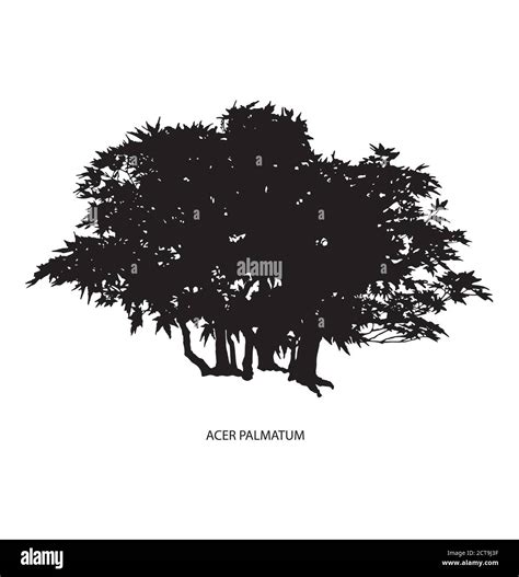 Tree Silhouette Icons On White Background Japanese Bonsai Silhouette