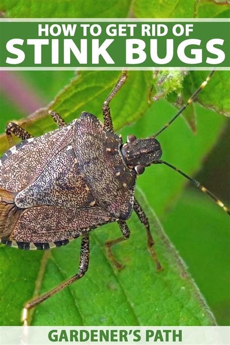 Finding Stink Bugs In House