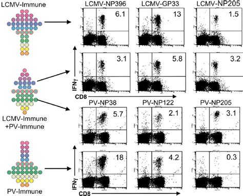 Accommodation Of New Memory T Cells On Heterologous Virus Infection The