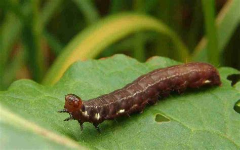 Pests And Diseases PlantNet Australia