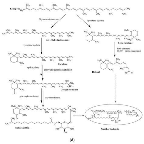 Proposed Biosynthetic Pathways Of Few Bacterially Produced
