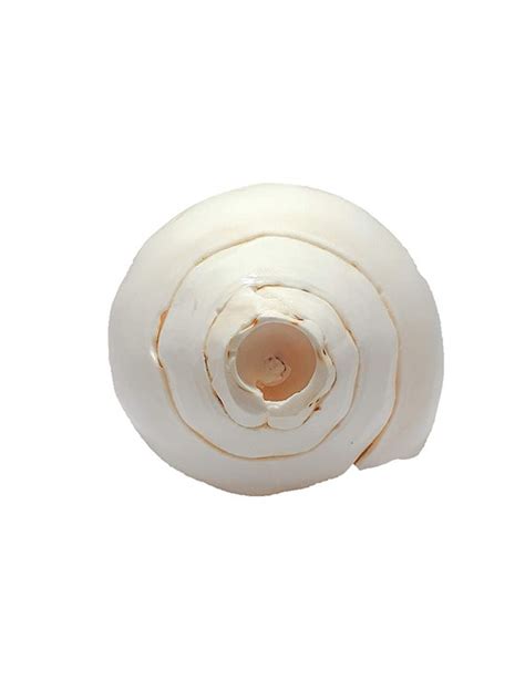 Calcium Carbonate Shells