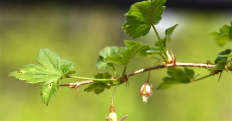 바늘까치밥나무 개화 성공