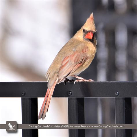 What Does A Female Cardinal Bird Look Like