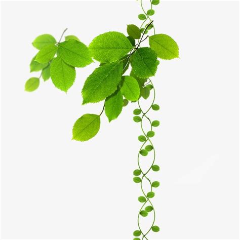 푸른 잎 이파리 녹색 잎 덩굴 Png 일러스트 및 Psd 이미지 무료 다운로드 Pngtree 녹색 잎 나뭇잎 이파리