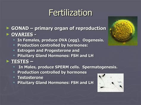 fertilization and development ppt