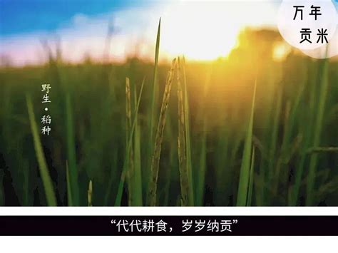 生态鄱阳湖 绿色农产品贡米之乡 谷韵悠长 产业化 生产 万年县