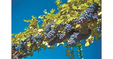 Принципи и фантазии по асмата Български Фермер