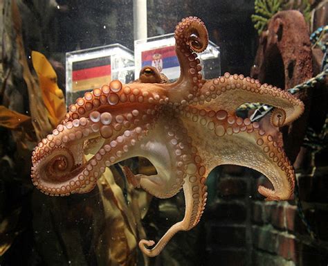 伦敦水族馆的章鱼