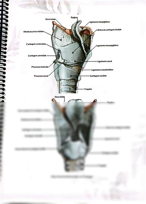SOLUTION Sistema Respirat Rio 6 Studypool