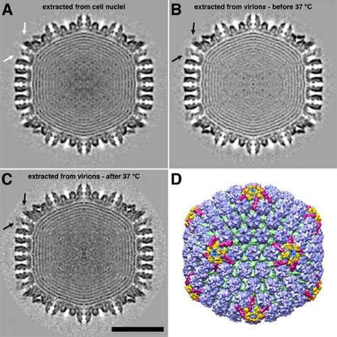 Schematic Structure Of The Hbv Particle And Subviral Particles Hbv Is Download Scientific