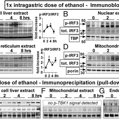 Pdf Sting Irf3 Pathway Links Endoplasmic Reticulum Stress With