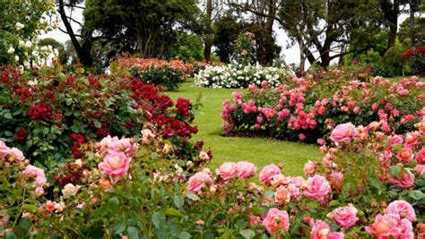 Guía Maestra De Cuidados Y Cultivo De Rosas Rojas Del Jardín Al Florero